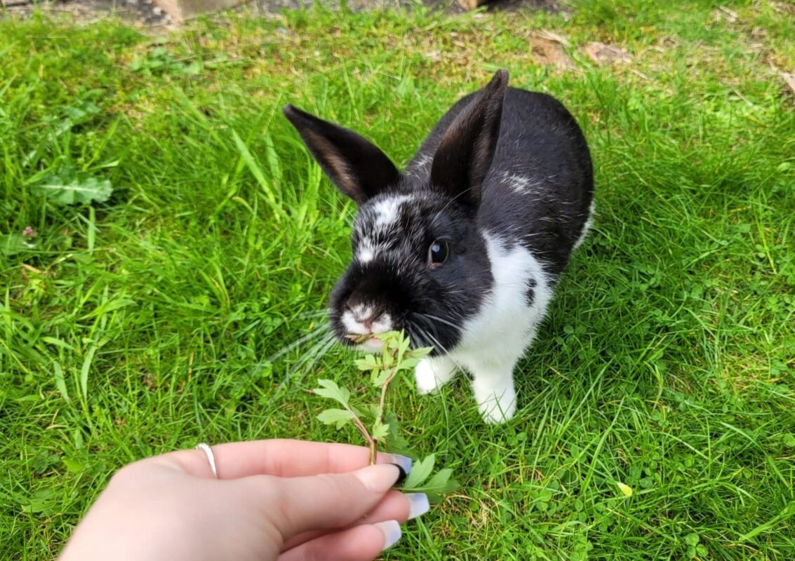 Meet our rescue pets | Woodgreen Pets Charity