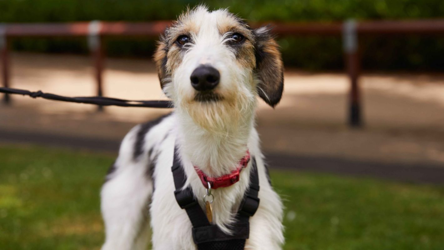 Why rabbits need vaccinating | Woodgreen Pets Charity