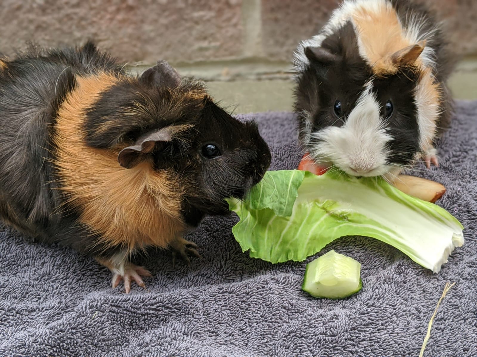 Help and advice for owners of Guinea pigs | Woodgreen Pets Charity