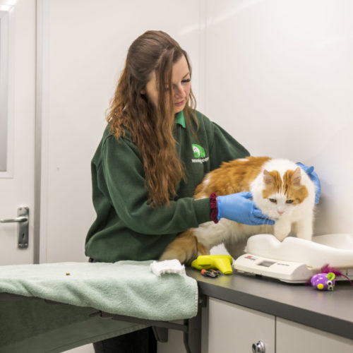 Meet Woodgreen’s Outreach team | Woodgreen Pets Charity