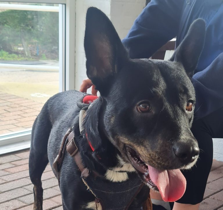 Meet our rescue pets | Woodgreen Pets Charity