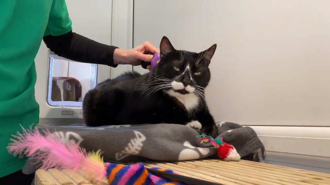 Cat centre tour | Woodgreen Pets Charity