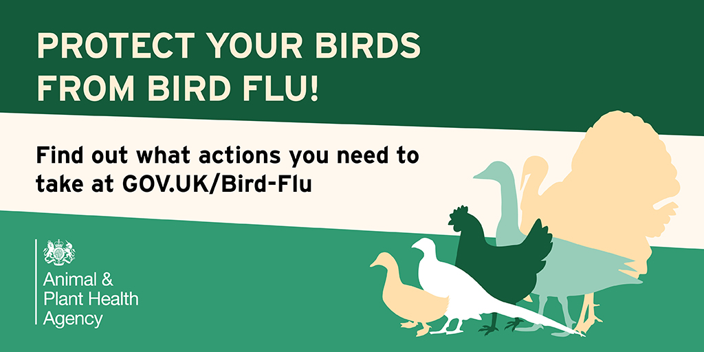 Bird flu – all you need to know | Woodgreen Pets Charity