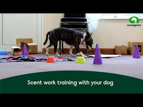 The benefits of scent work for dogs | Woodgreen