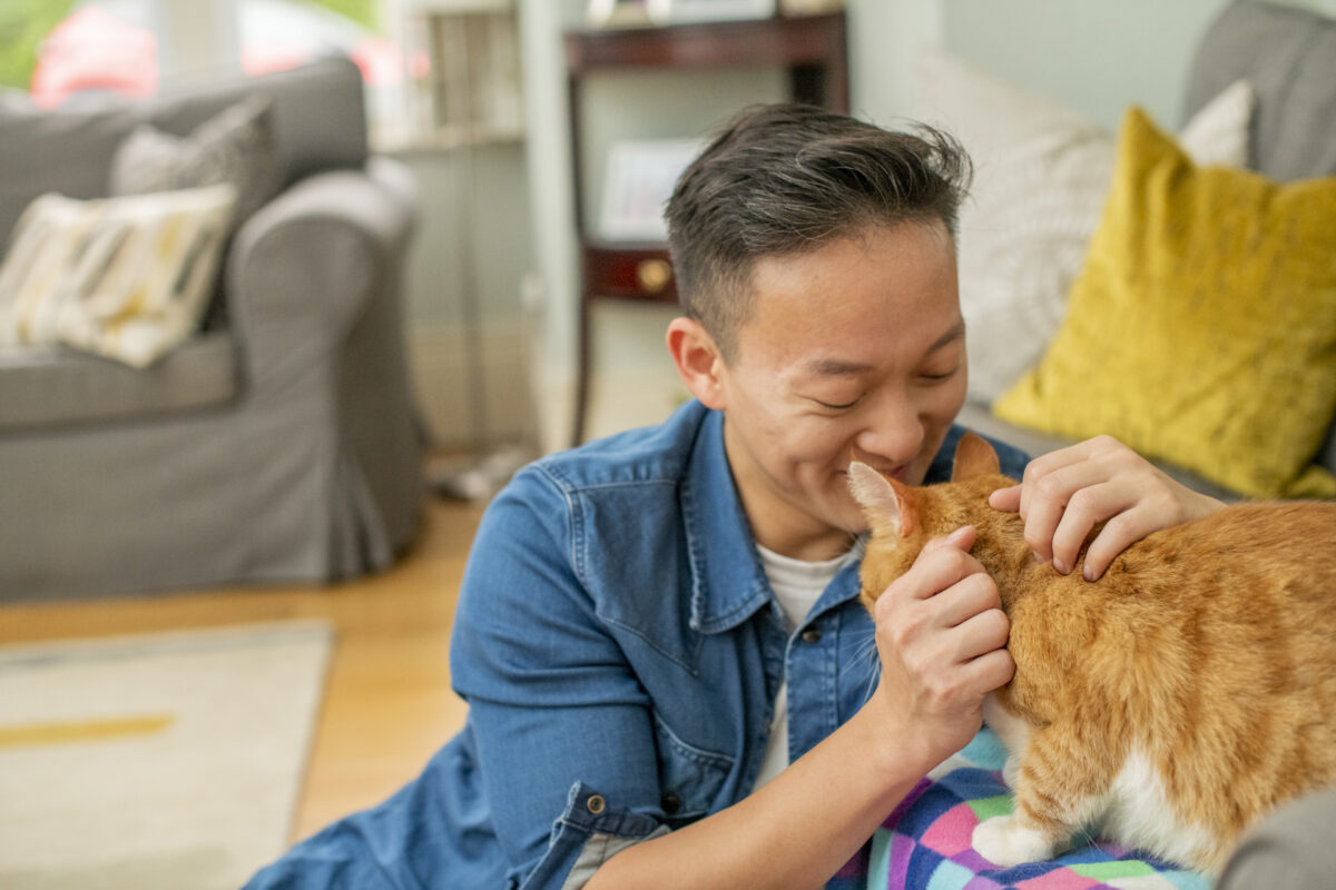 Foster a cat | Woodgreen Pets Charity