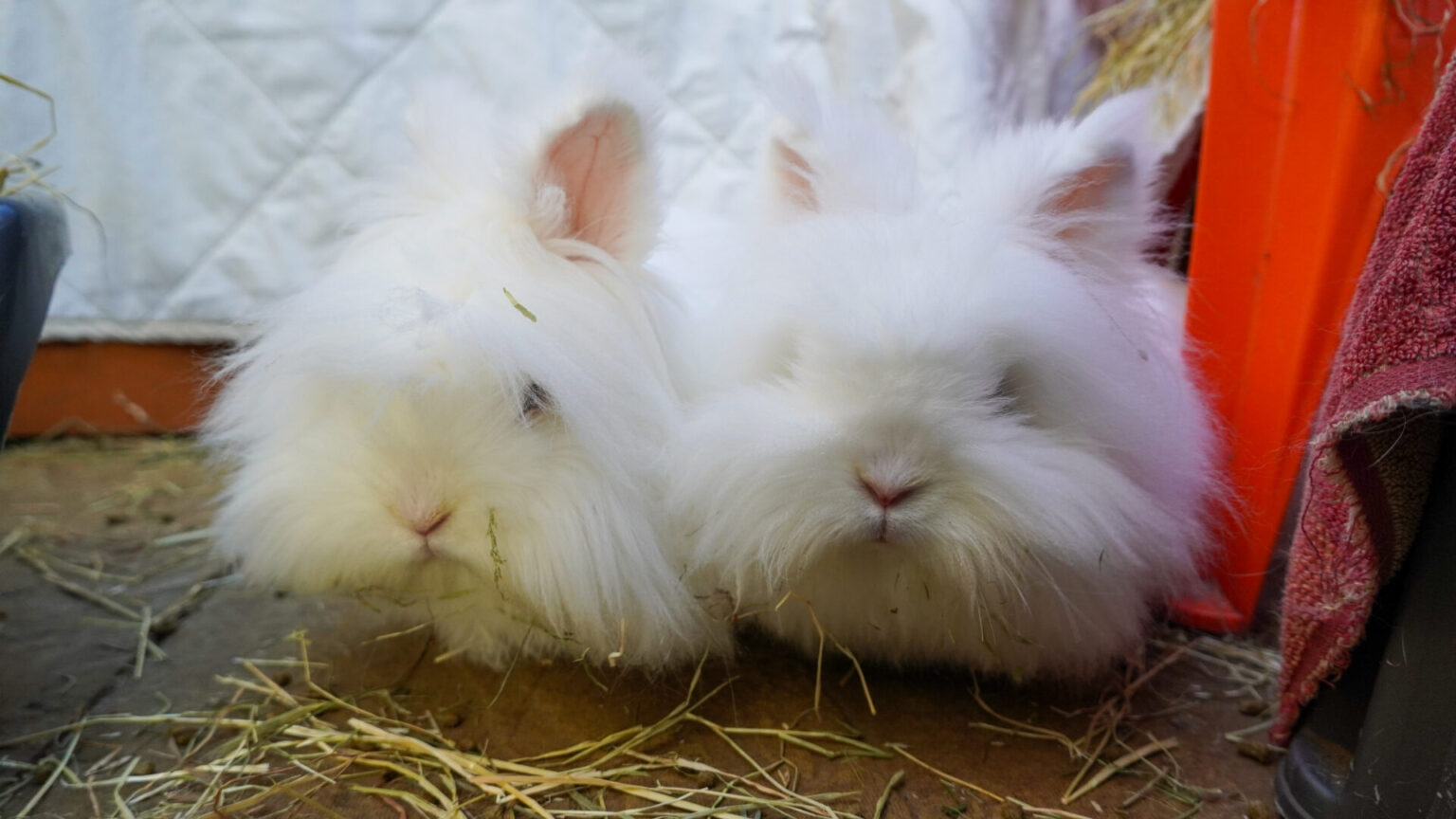 Meet our rescue pets | Woodgreen Pets Charity