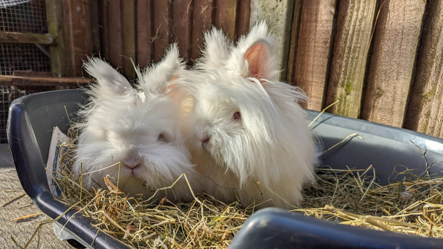 Meet our rescue pets | Woodgreen Pets Charity