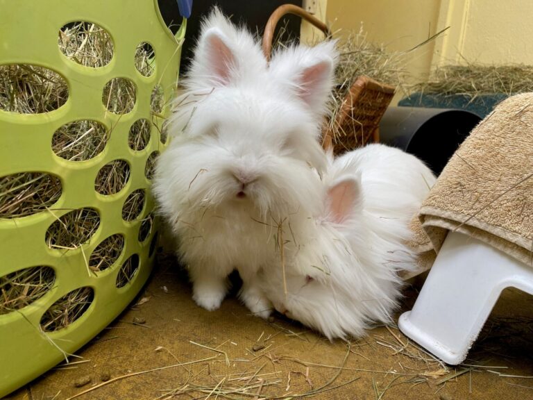 Meet our rescue pets | Woodgreen Pets Charity