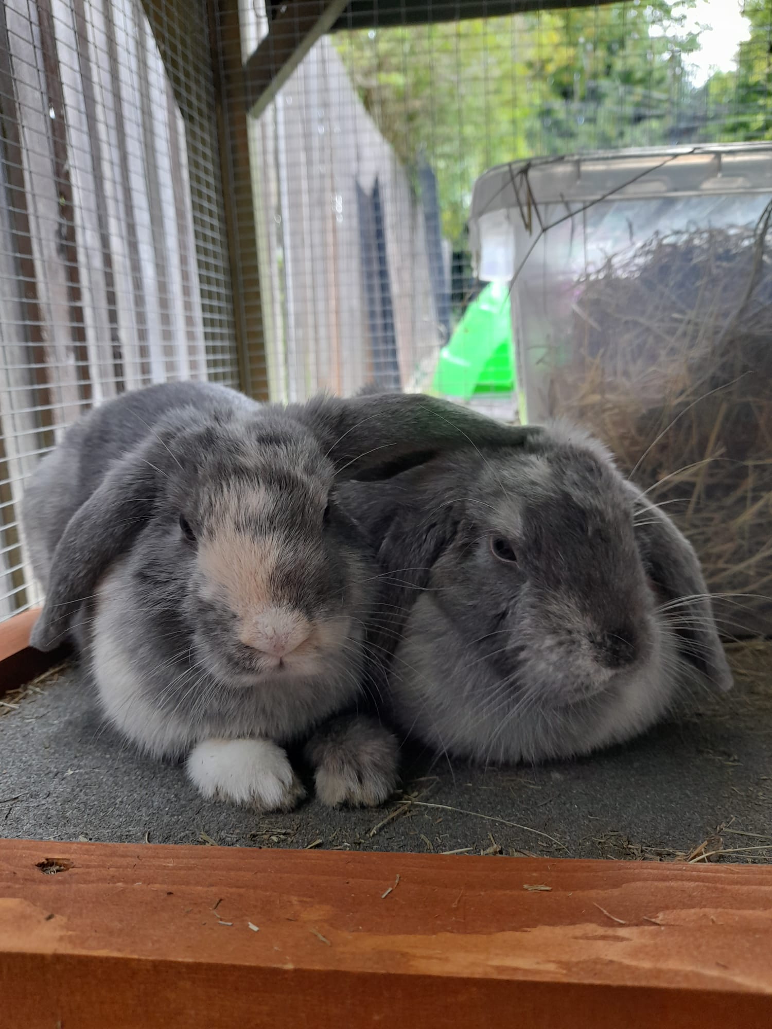 Meet our rescue pets | Woodgreen Pets Charity