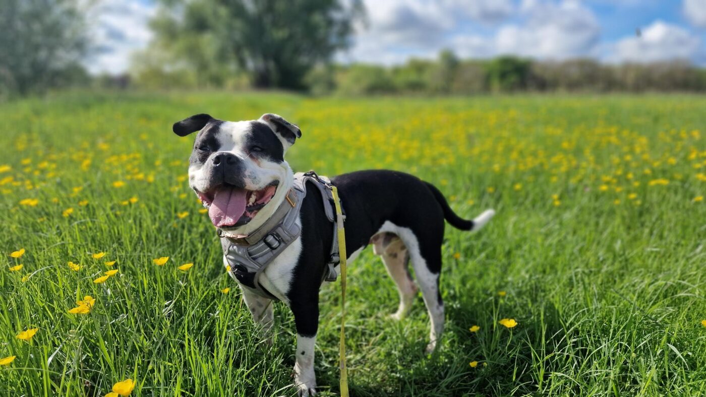 Woodgreen Pets Charity