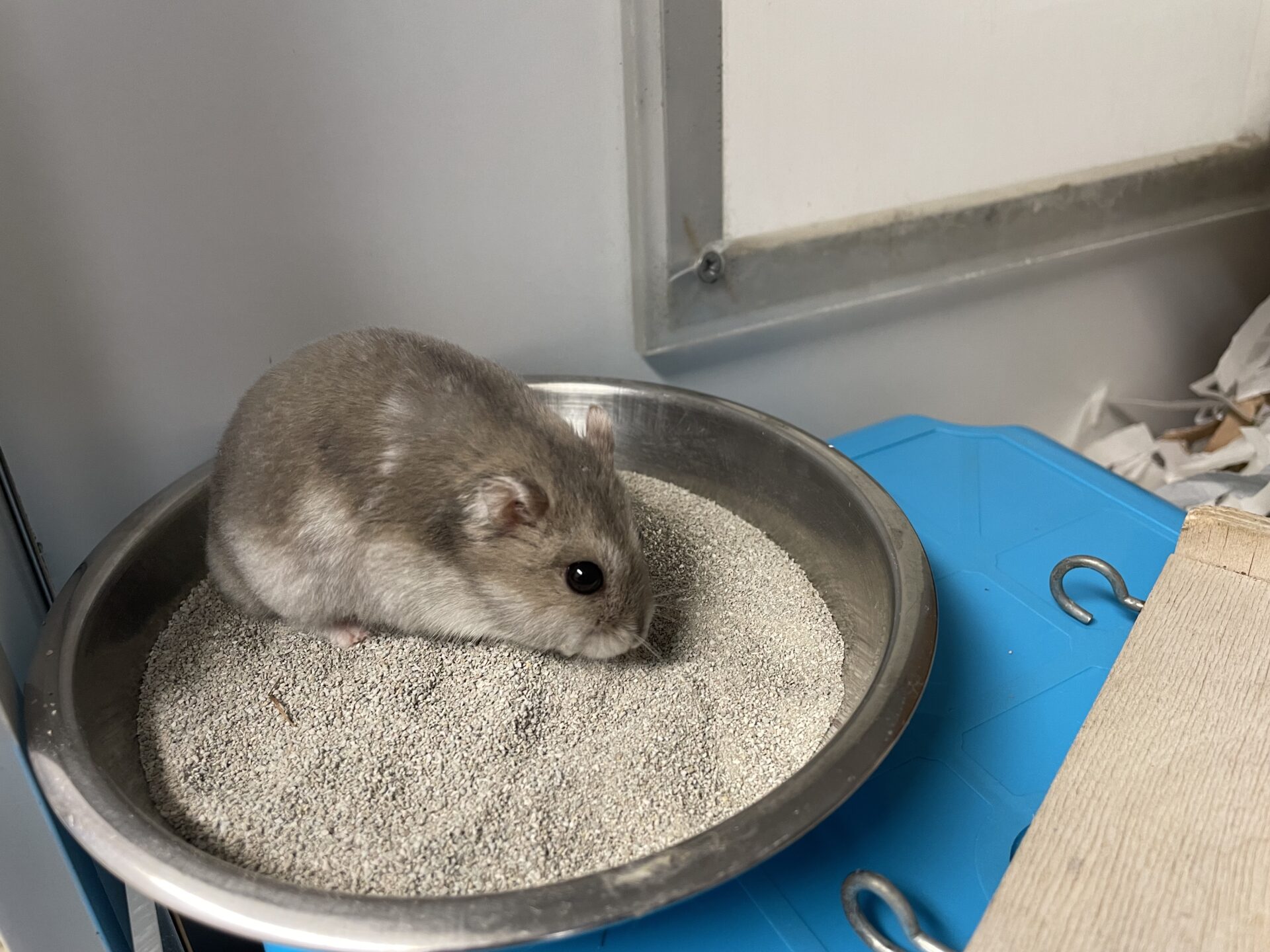 Meet our rescue pets | Woodgreen Pets Charity