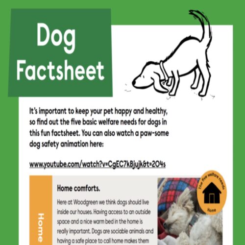 Teacher resources | Woodgreen Pets Charity