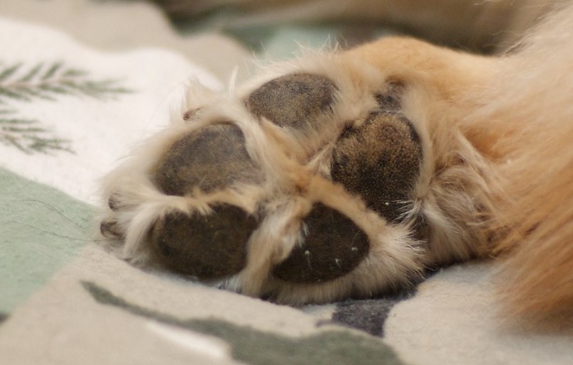 Meet our rescue pets | Woodgreen Pets Charity