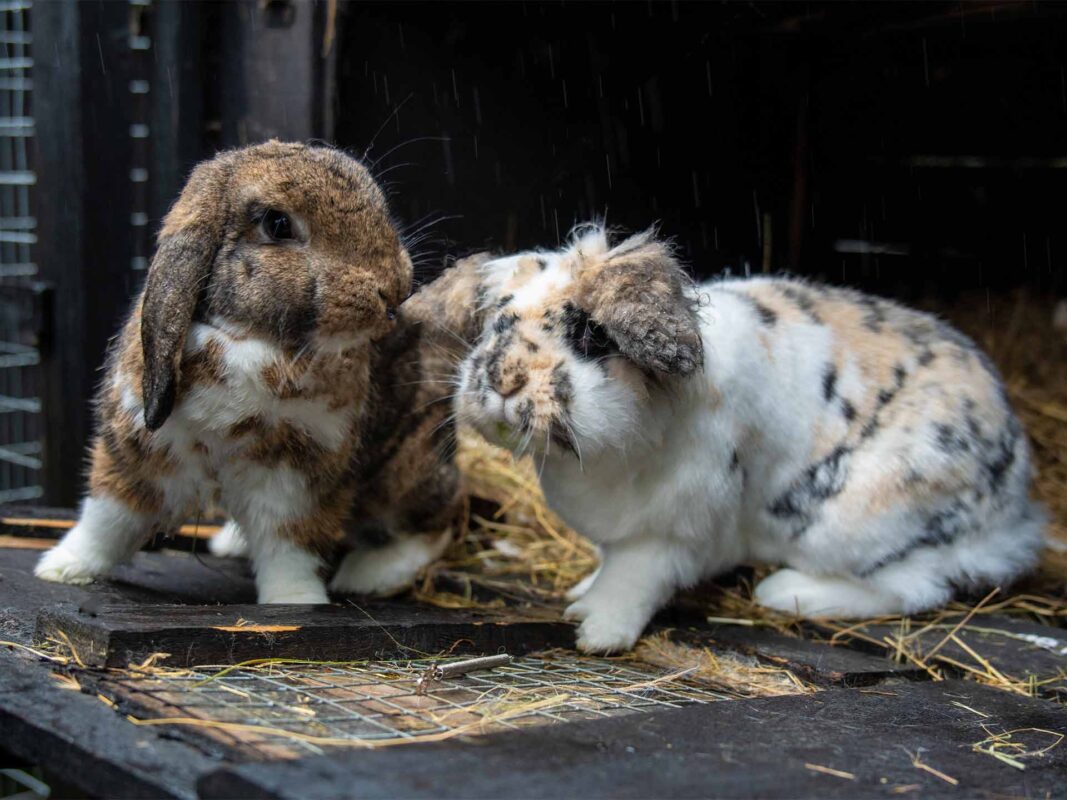 How to house your rabbits | Woodgreen Pets Charity
