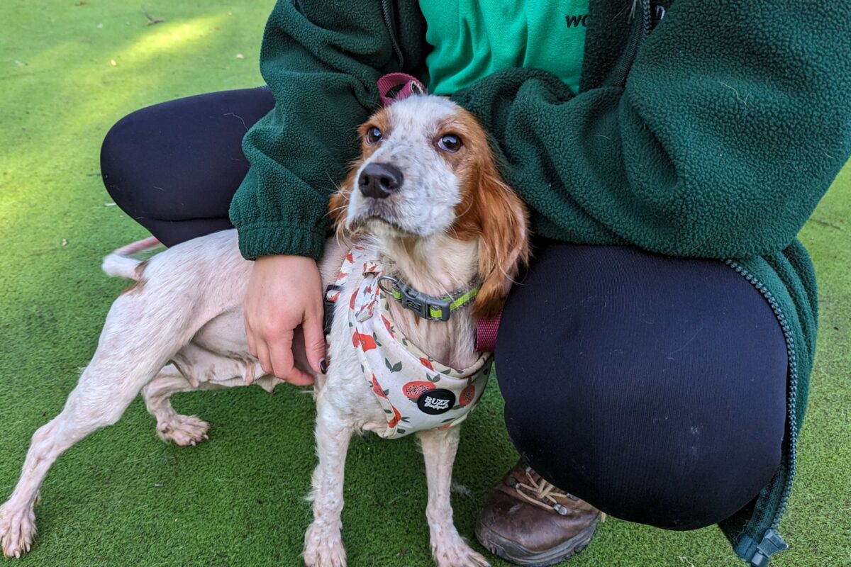 Stray Spaniel Belle tied up with a rope | Woodgreen Pets Charity