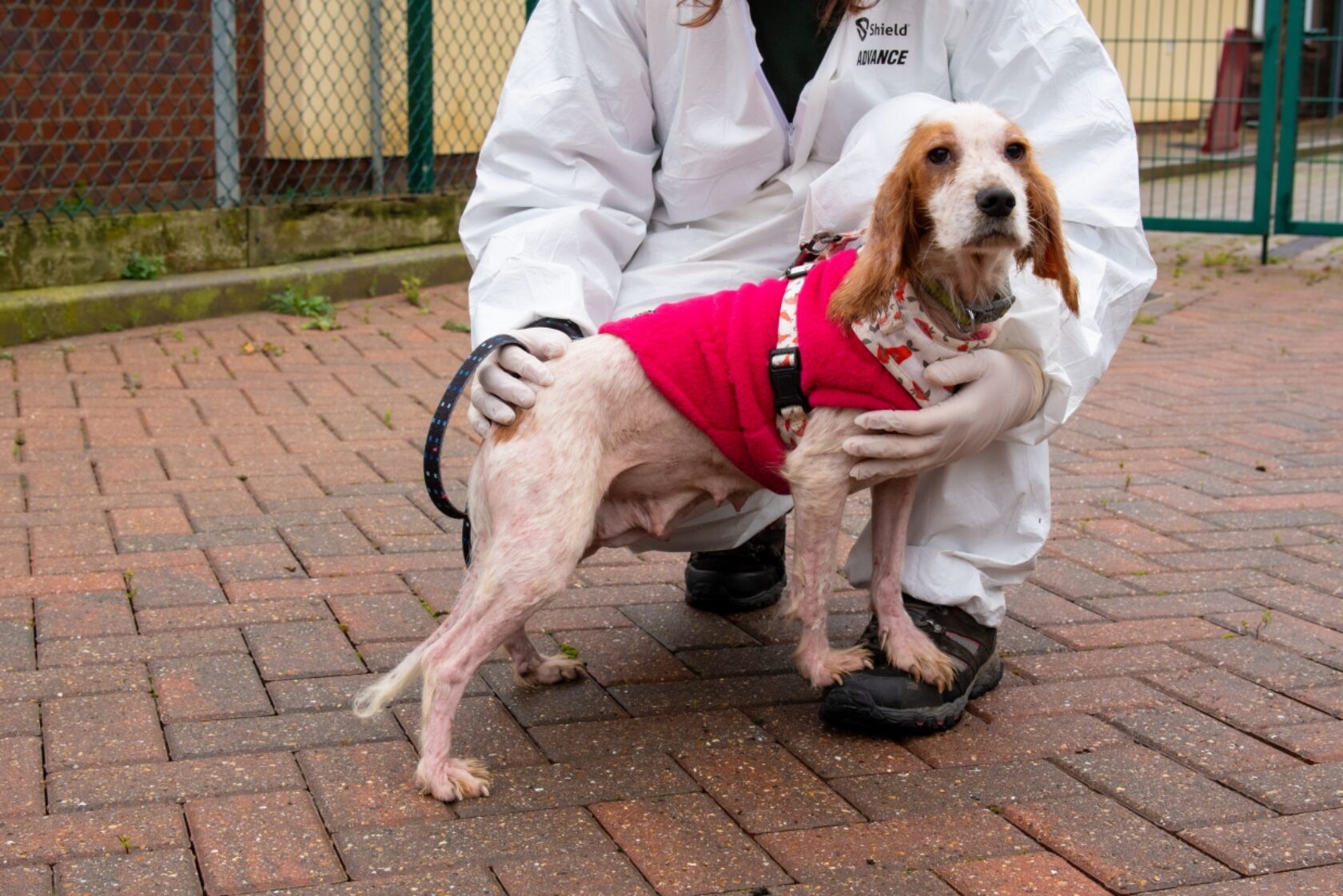 Stray Spaniel Belle tied up with a rope | Woodgreen Pets Charity