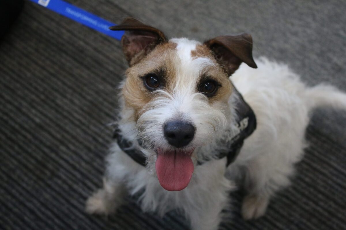 Meet our rescue pets | Woodgreen Pets Charity