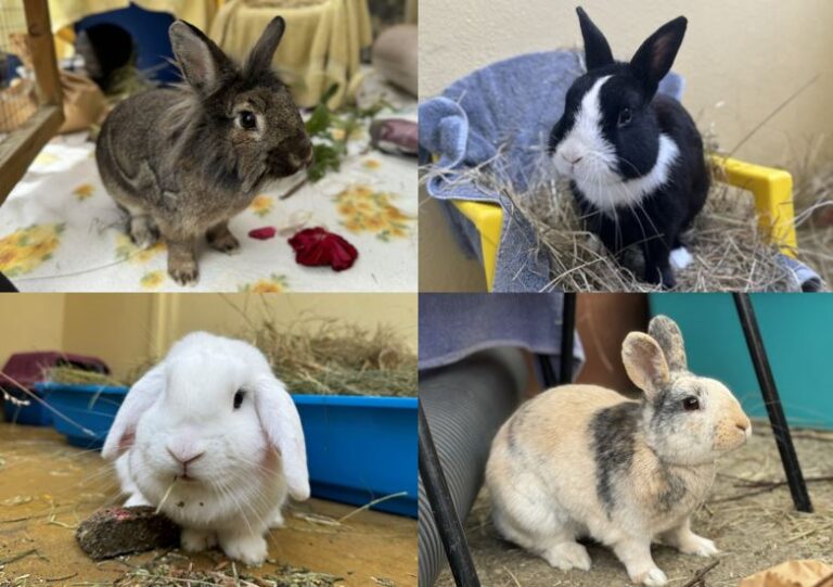 Meet our rescue pets | Woodgreen Pets Charity