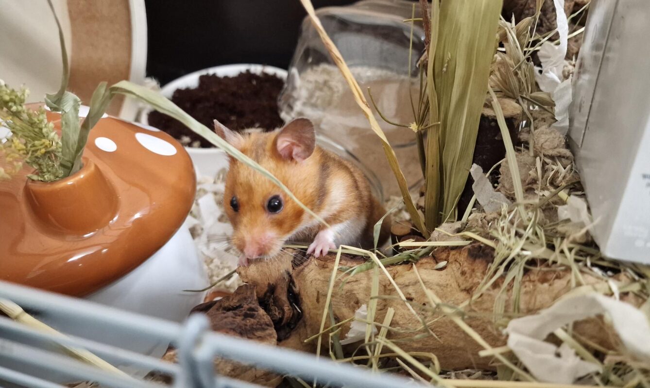 Meet our rescue pets | Woodgreen Pets Charity