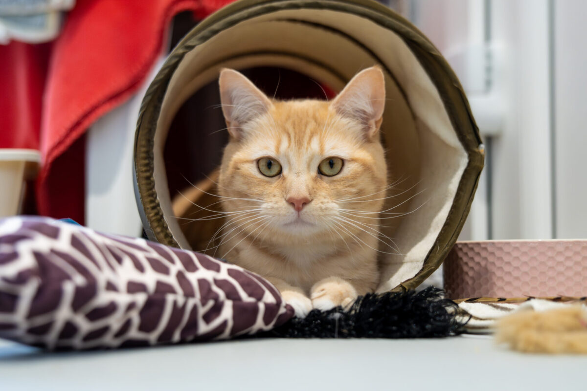 How To Do A Cat Health Check: Full Cat Health Checklist | Woodgreen ...