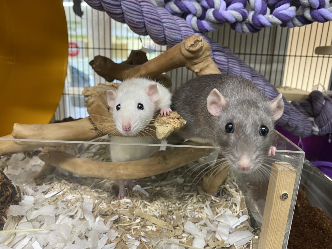 Neutering your ferrets: what you need to know | Woodgreen Pets Charity