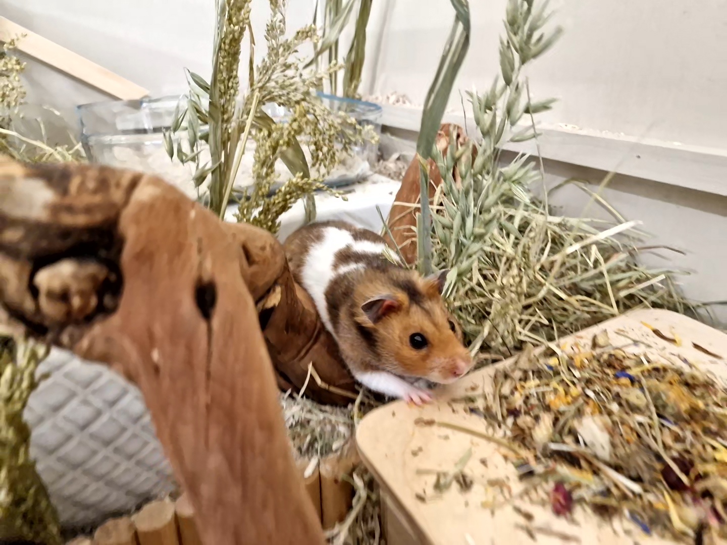 Meet our rescue pets | Woodgreen Pets Charity