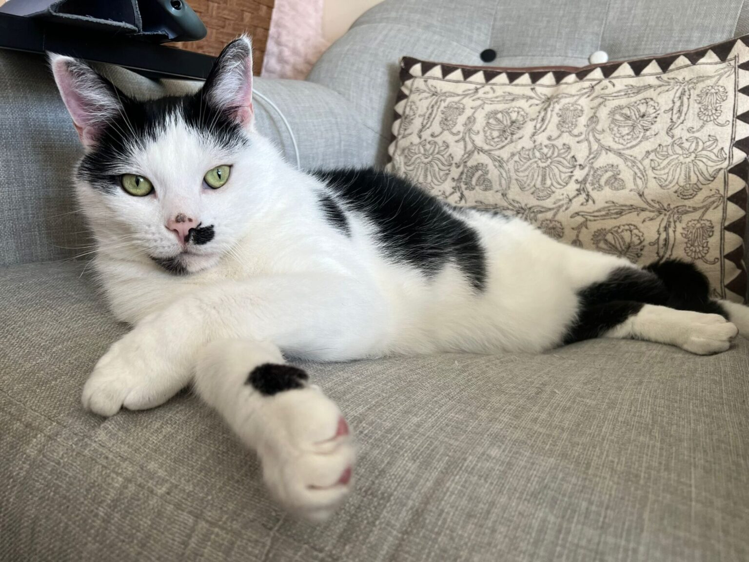 Meet our rescue pets | Woodgreen Pets Charity