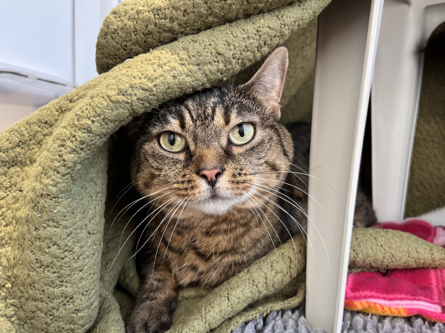 How to calm an overstimulated dog | Woodgreen Pets Charity