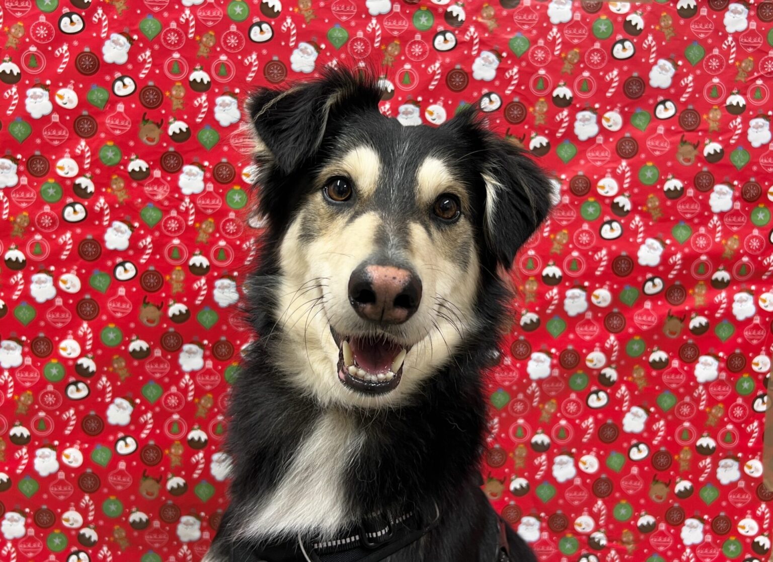 Meet our rescue pets | Woodgreen Pets Charity
