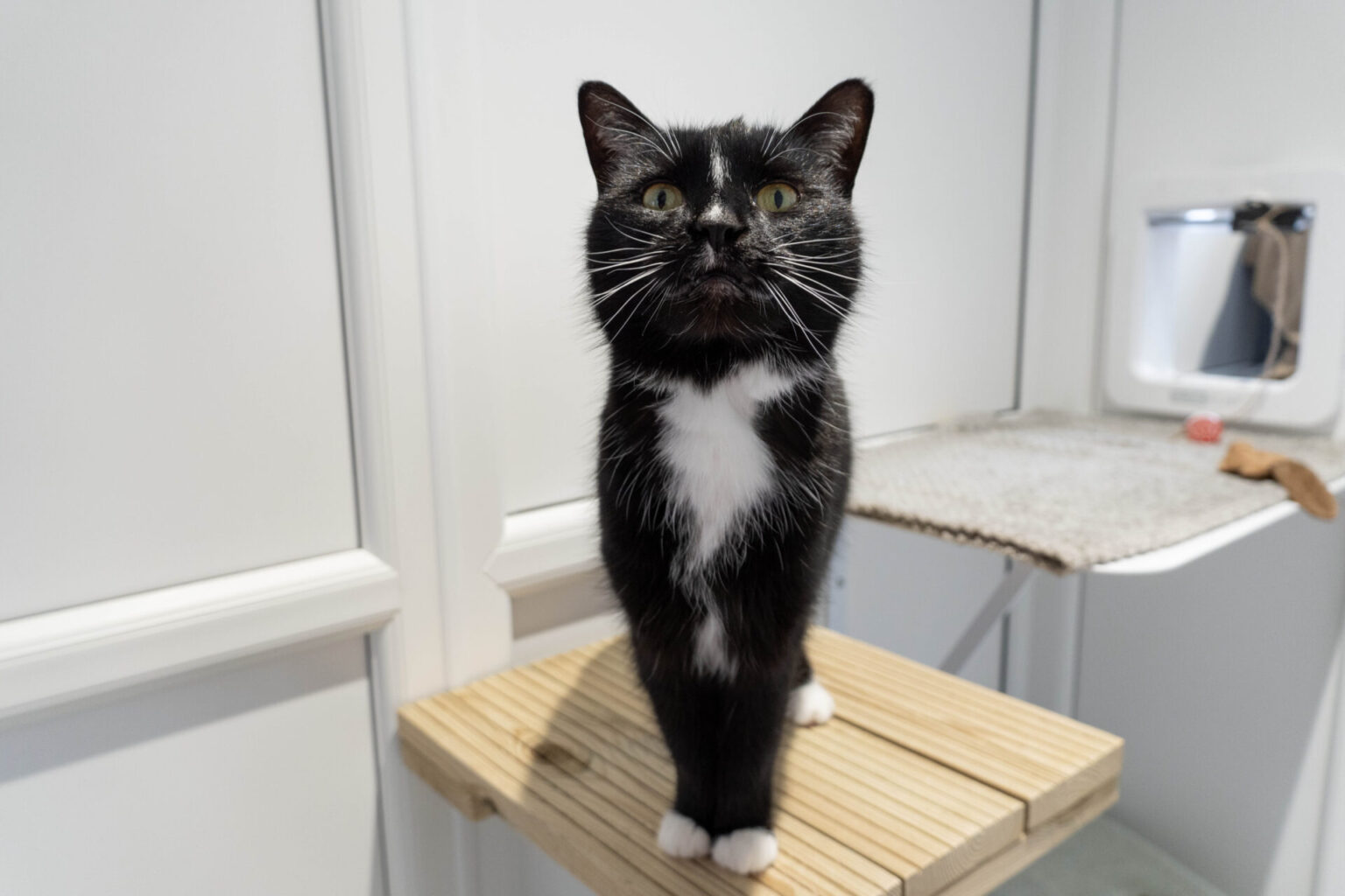 Meet Our Rescue Pets | Pets Available For Adoption UK - Woodgreen Pets ...