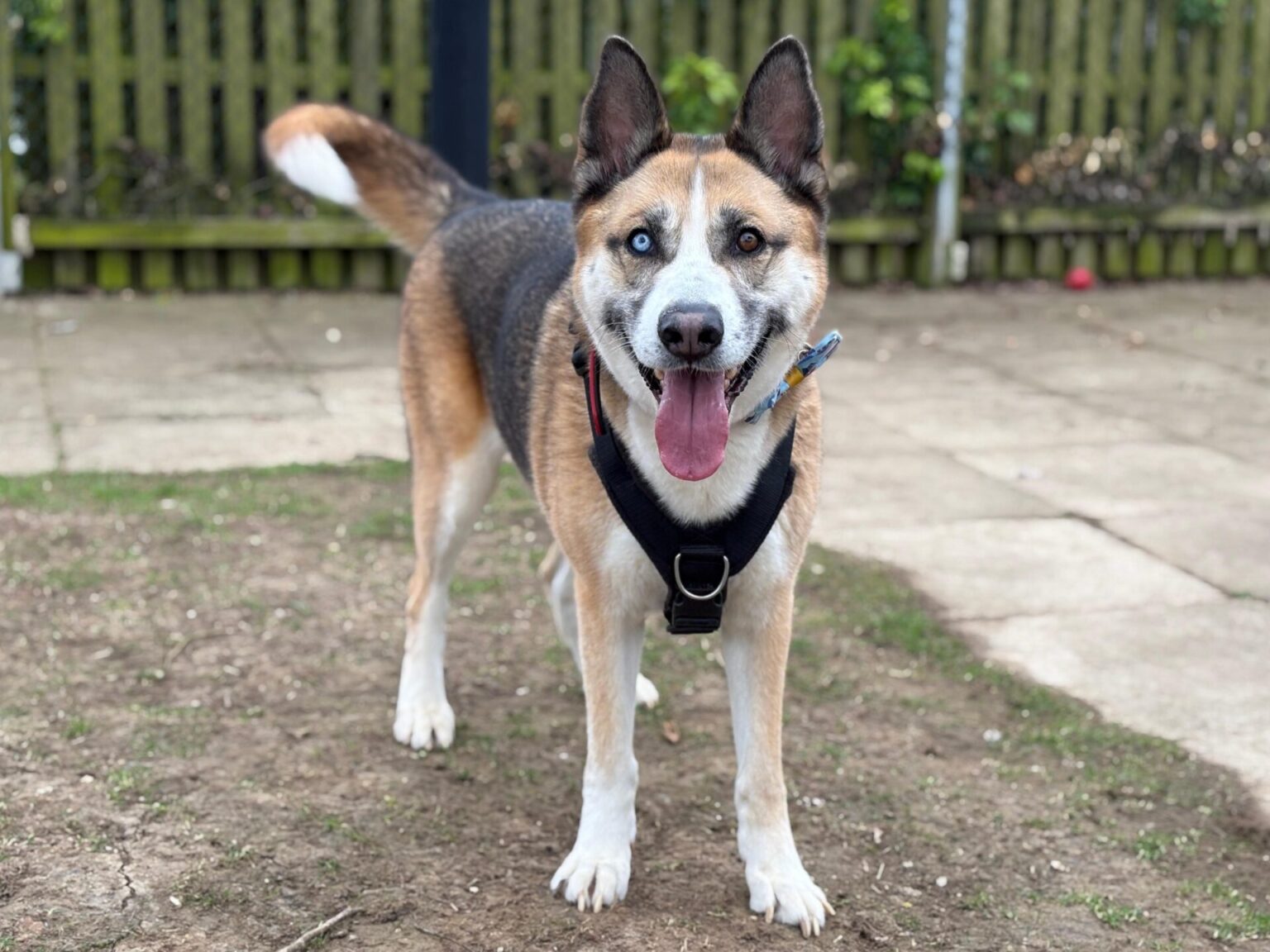 Meet our rescue pets | Woodgreen Pets Charity