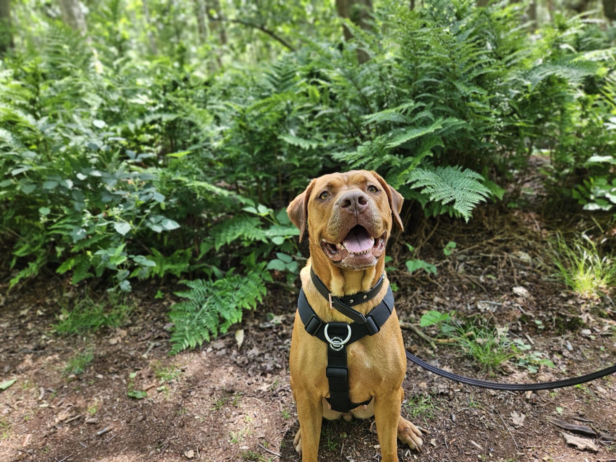 Meet our rescue pets | Woodgreen Pets Charity