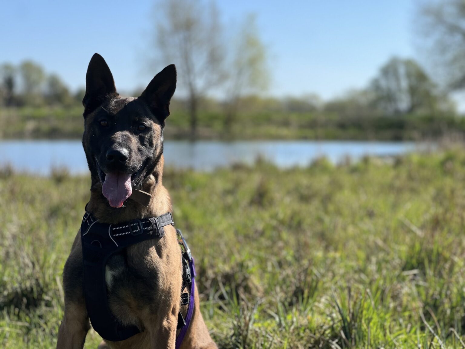 Meet Our Rescue Pets | Pets Available For Adoption UK - Woodgreen Pets ...