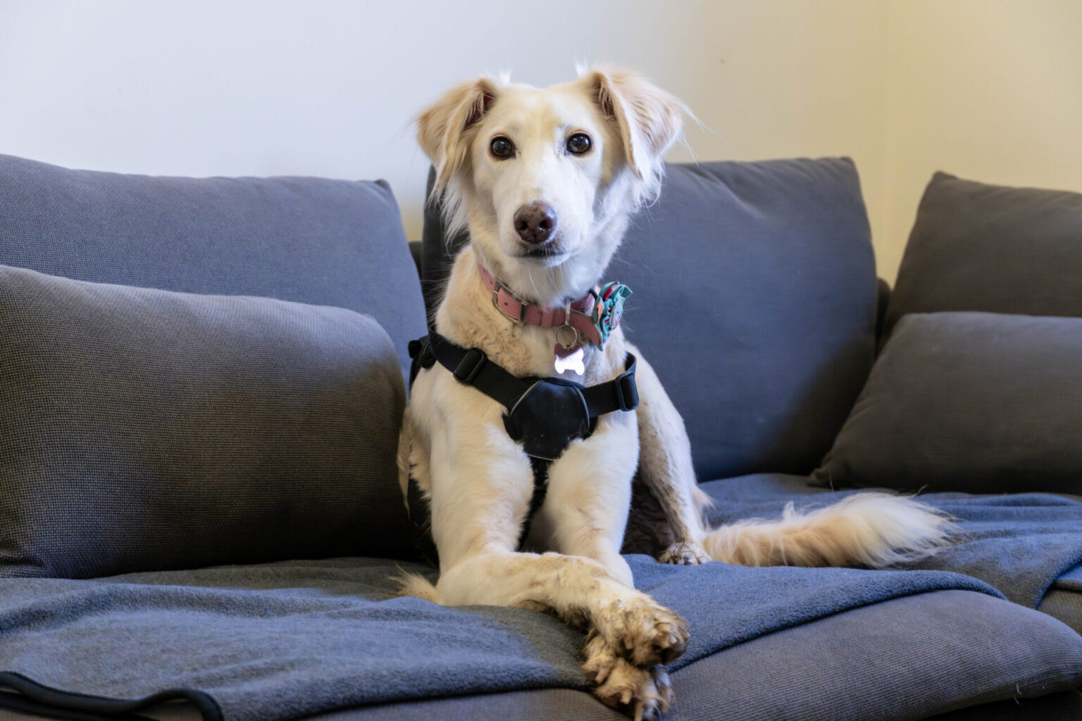 Muzzle Training Your Dog: How To Safely Put A Muzzle On | Woodgreen ...