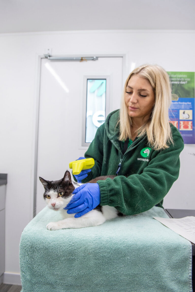 Does my cat have azotemia? | Woodgreen Pets Charity