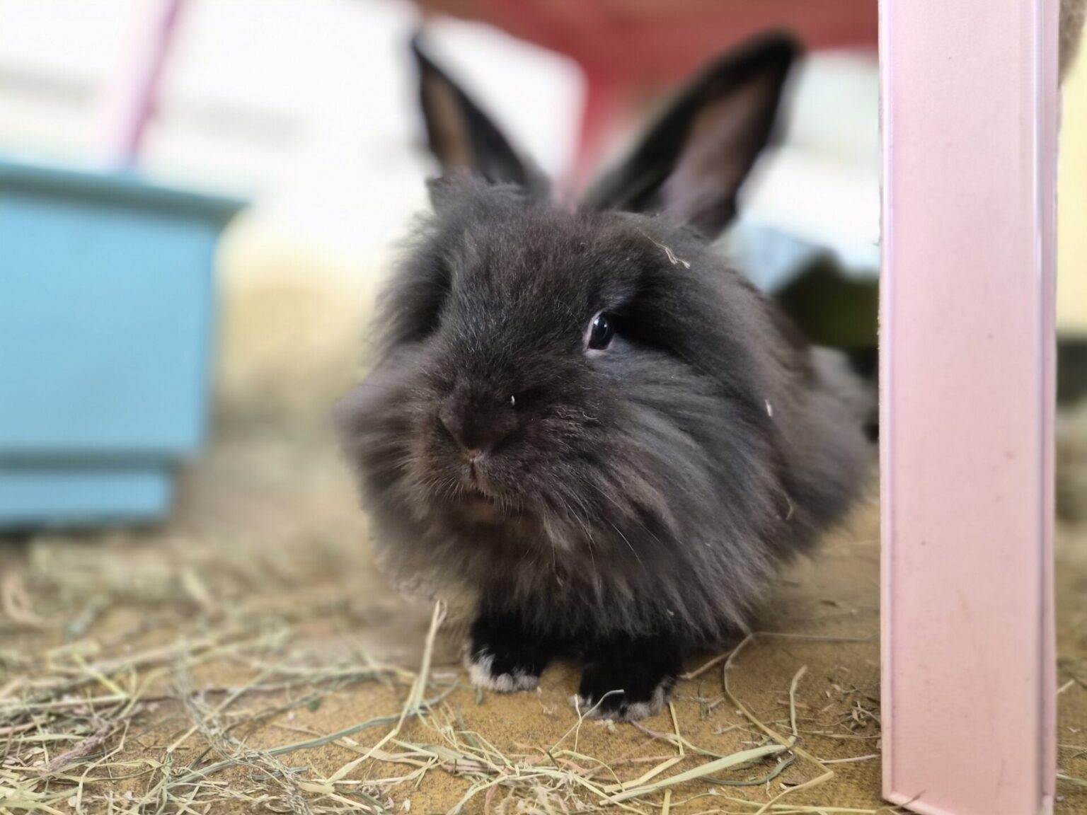 Ash | Lion Head Rabbit | Male | 8 months | Woodgreen Pets Charity