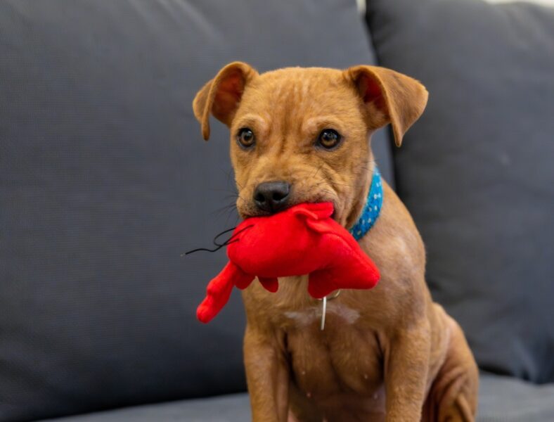Meet Our Rescue Pets | Pets Available For Adoption UK - Woodgreen Pets ...