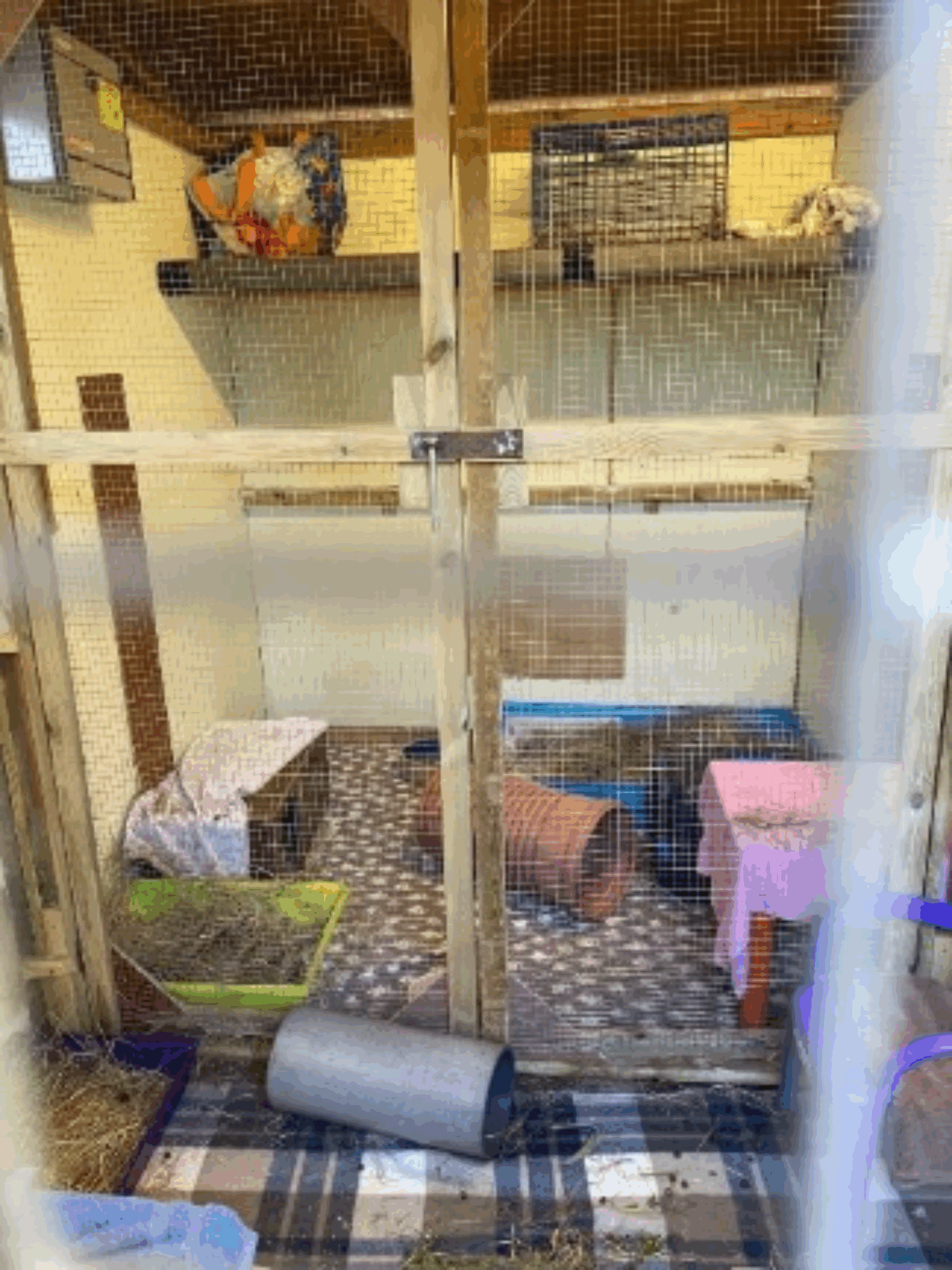 Rabbit Bonding | How To Bond Bunnies & Create Companions - Woodgreen ...