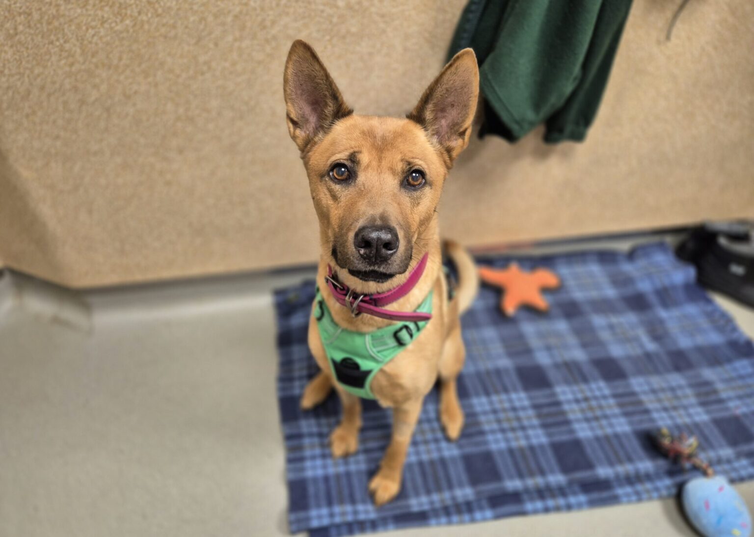 Meet Our Rescue Pets | Pets Available For Adoption UK - Woodgreen Pets ...