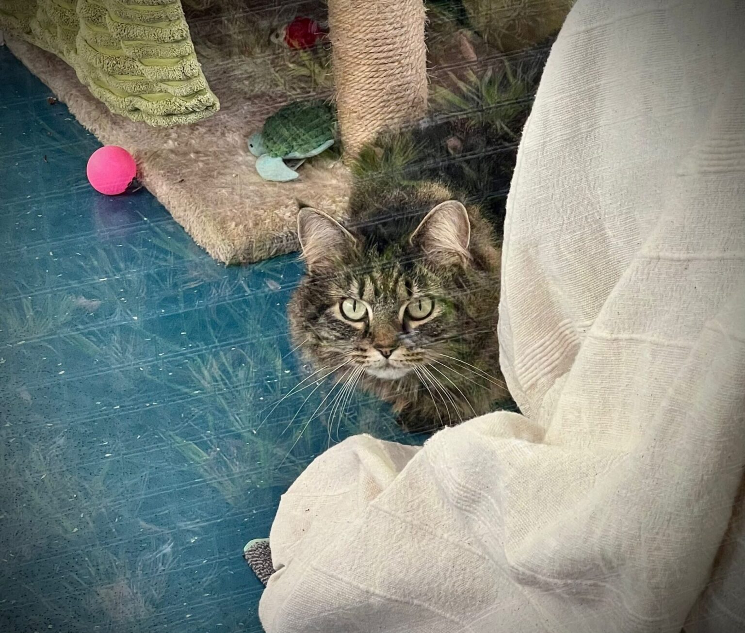 Meet Our Rescue Pets | Pets Available For Adoption UK - Woodgreen Pets ...