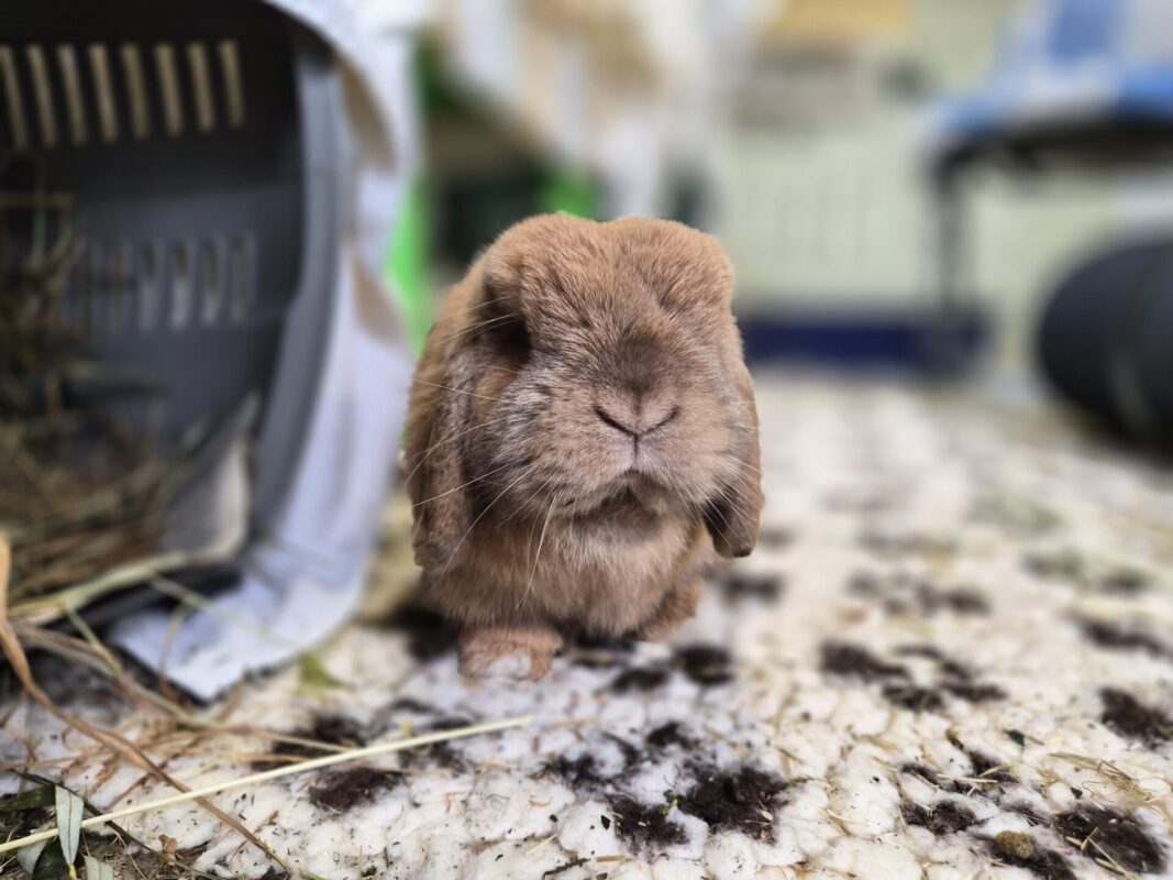 Simba | Dwarf Lop Rabbit | Male | Woodgreen Pets Charity