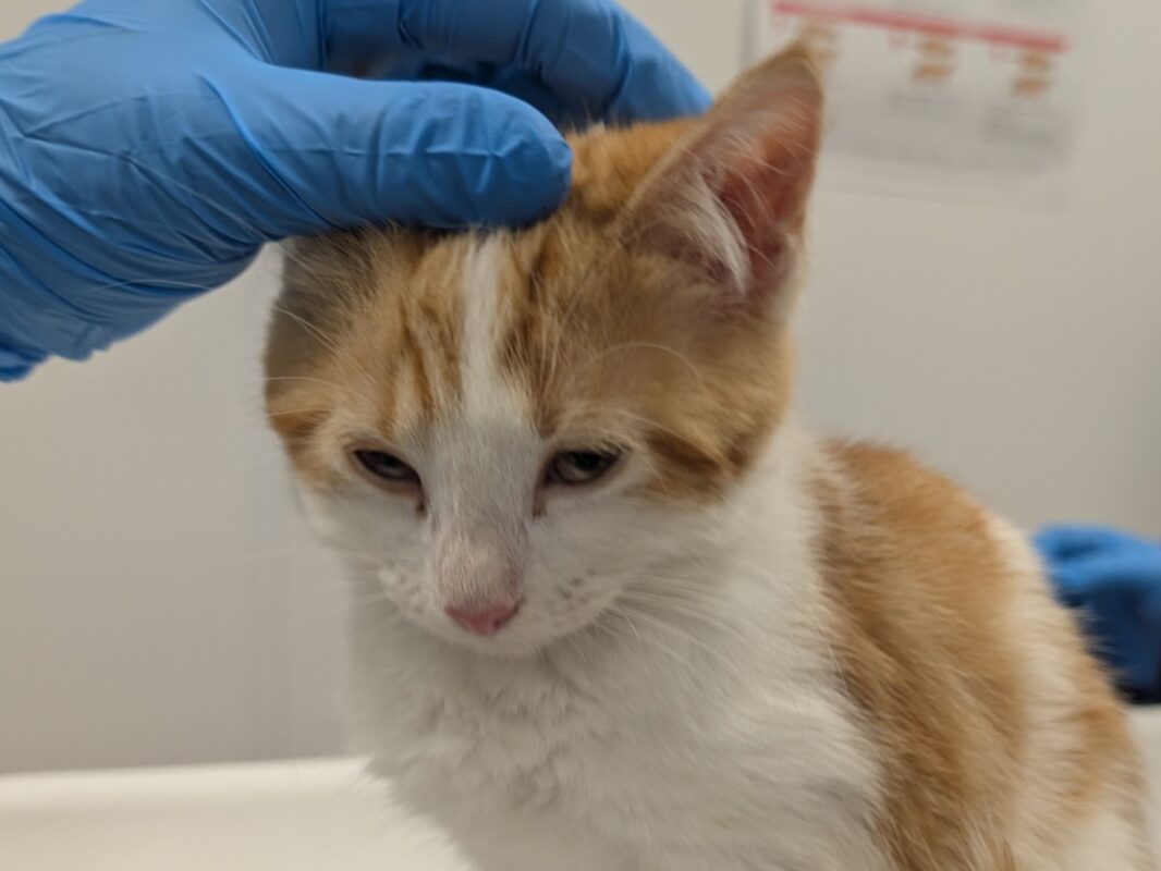 Arma & Mani | Domestic Short Hair Cat | Male | 2 months | Woodgreen ...