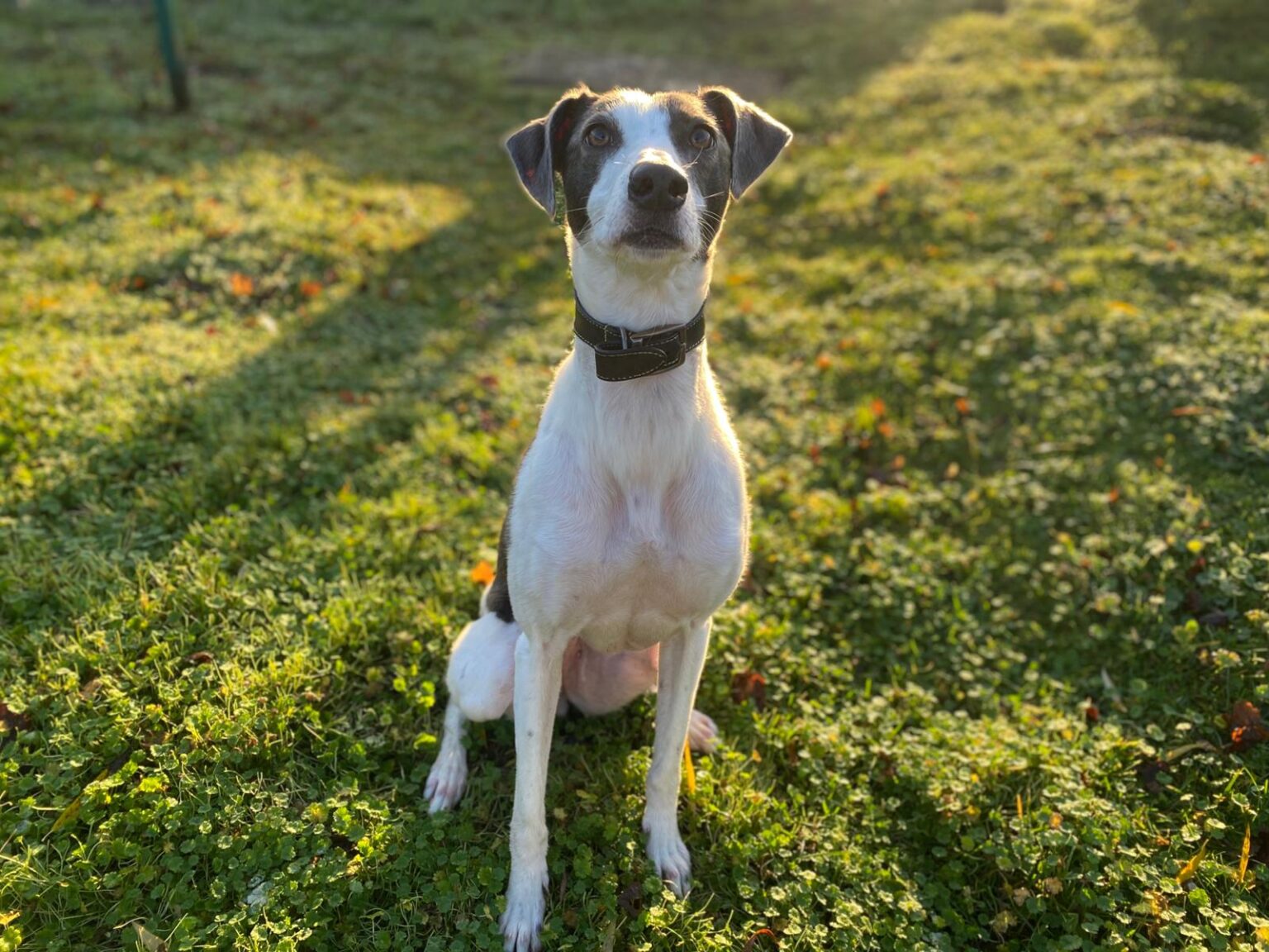 Meet Our Rescue Pets | Pets Available For Adoption UK - Woodgreen Pets ...