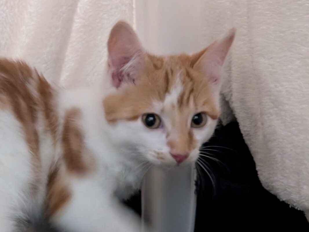 Arma & Mani | Domestic Short Hair Cat | Male | 2 months | Woodgreen ...