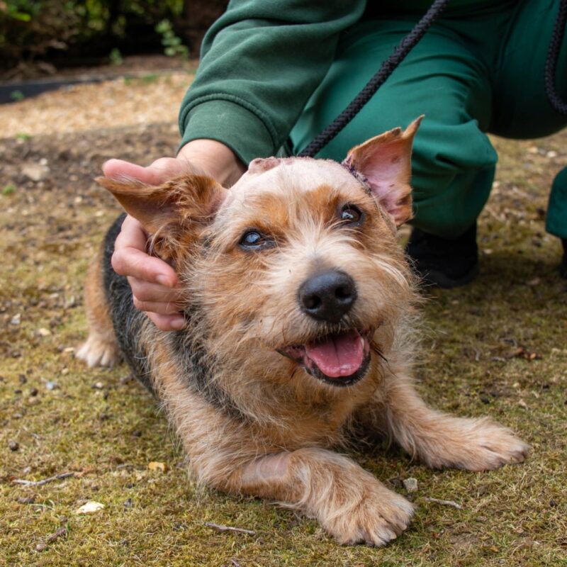 Overstimulation In Dogs | How To Calm An Overstimulated Dog - Woodgreen ...