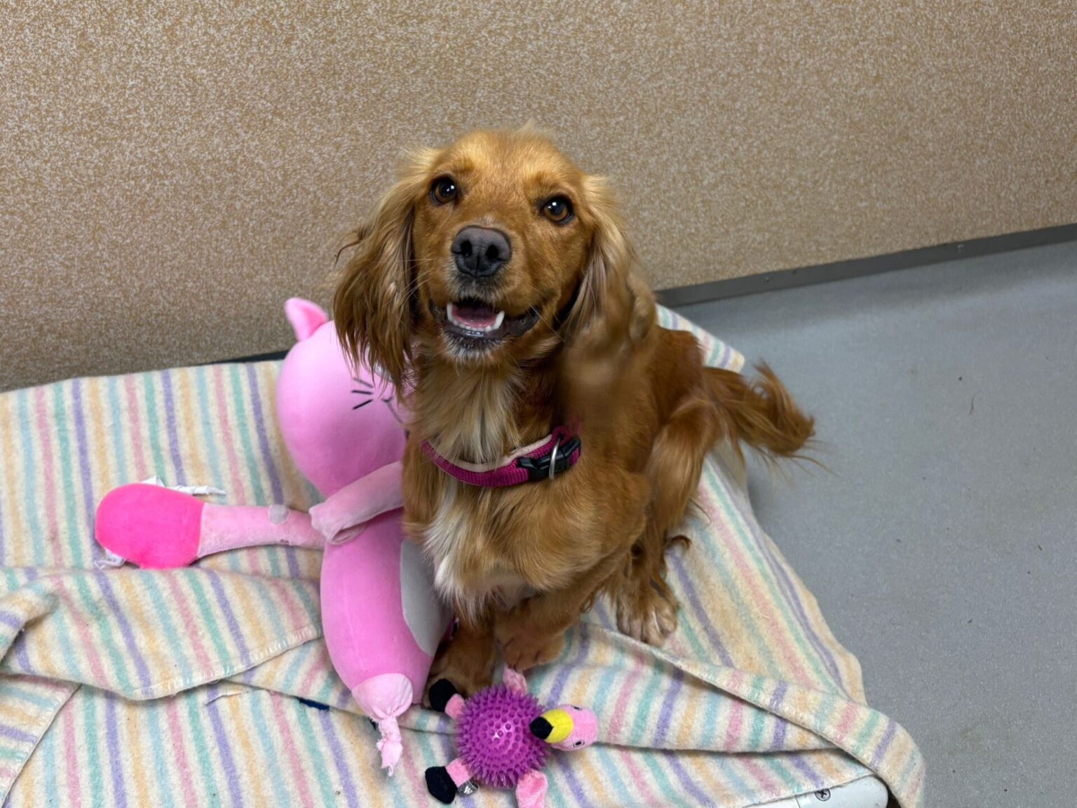 Meet Our Rescue Pets | Pets Available For Adoption UK - Woodgreen Pets ...