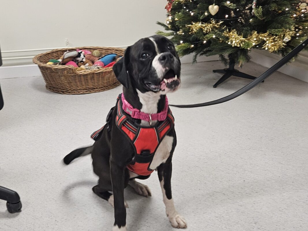 Oreo | Boxer Dog | Female | 3 years | Woodgreen Pets Charity