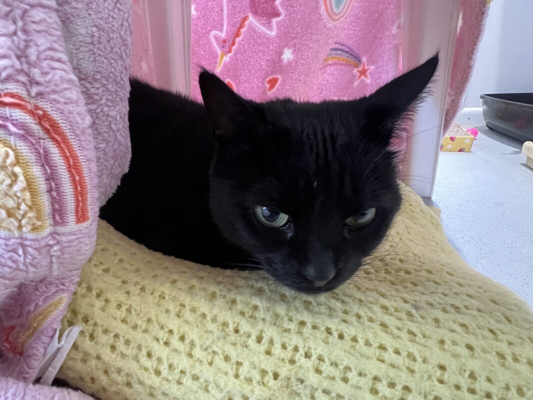 Oreo & Poppy | Domestic Short Hair Cat | Male | 6yrs & 9Yrs | Woodgreen ...